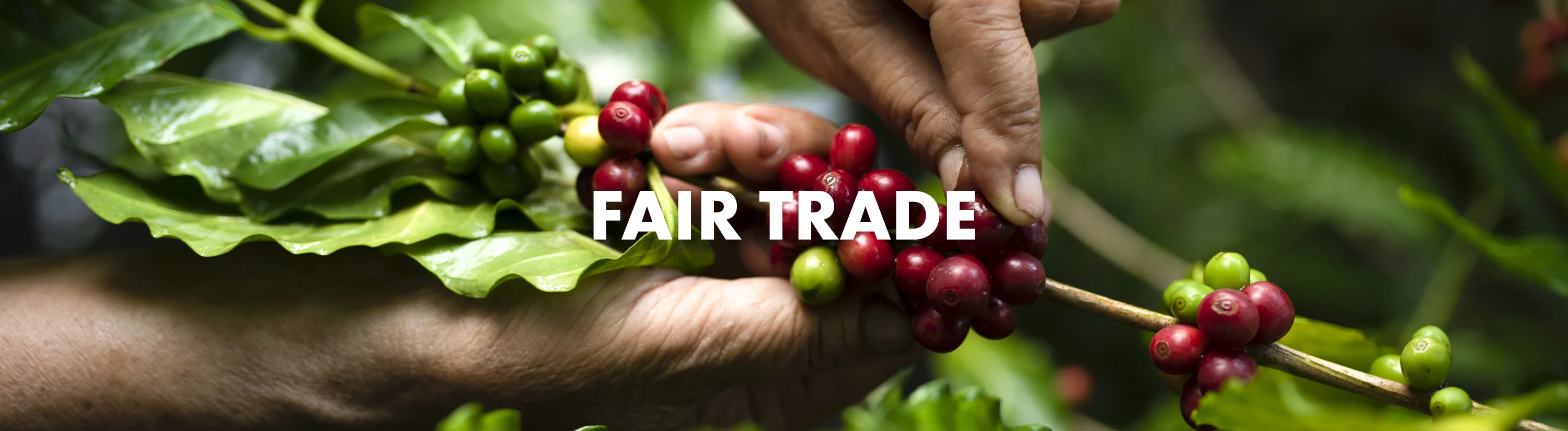 Fair Trade | elearning.unideb.hu (2023)